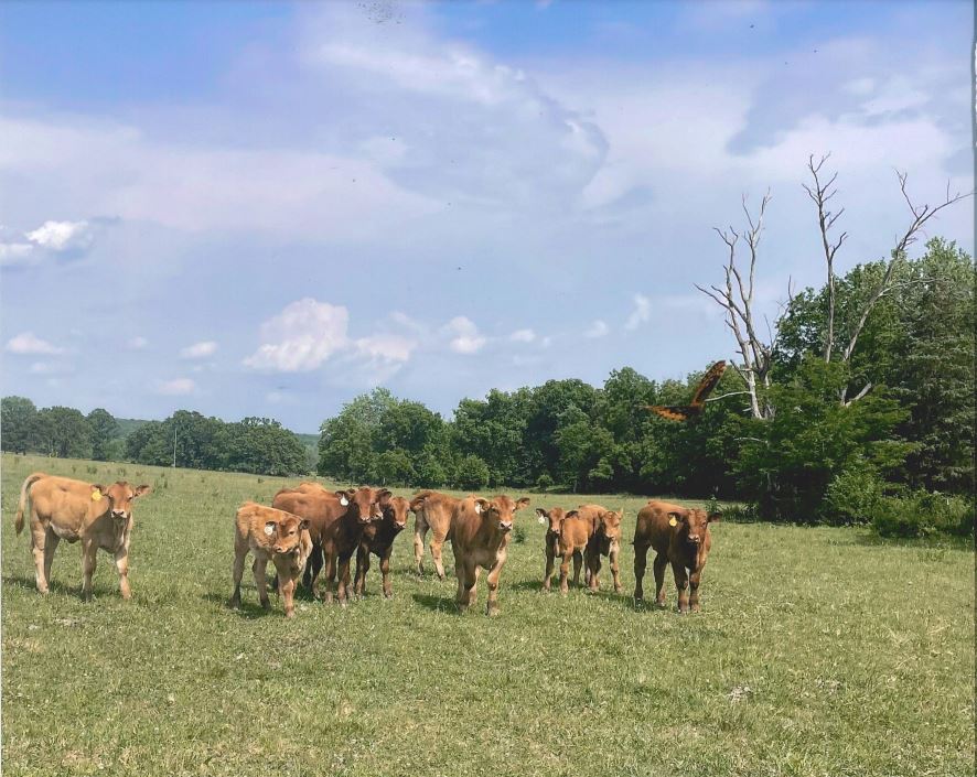 MCA All- Breed Junior Show