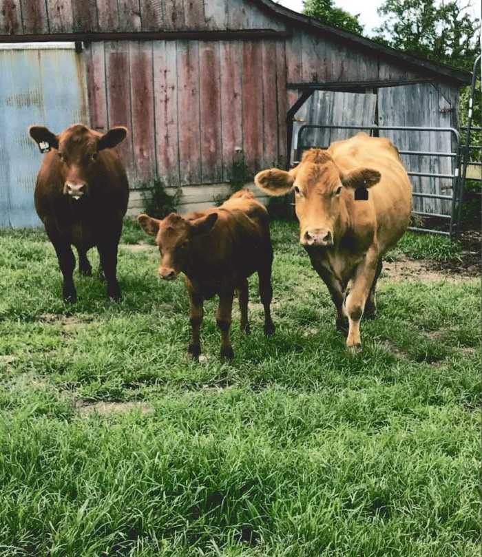 MCA All- Breed Junior Show