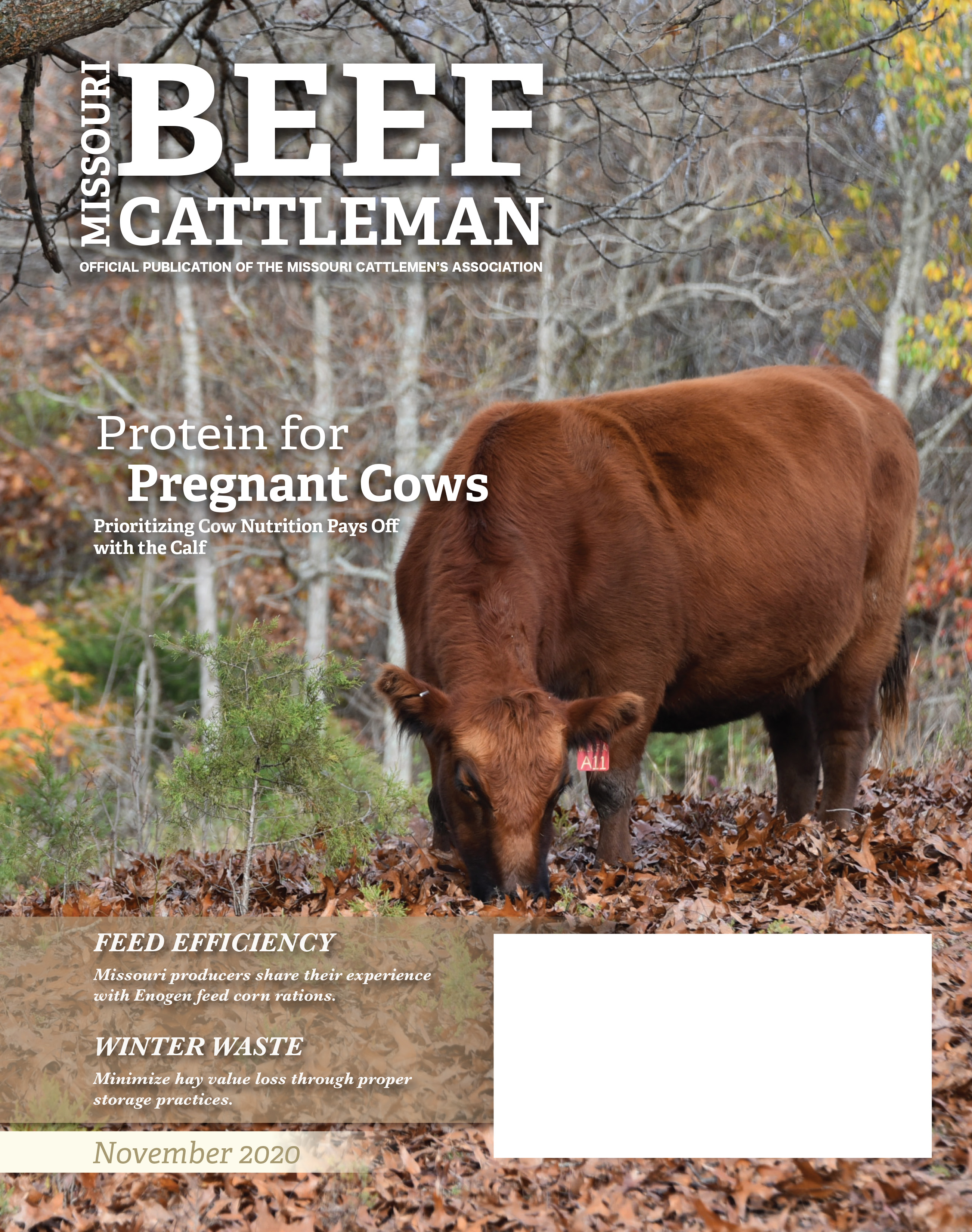 Missouri Beef Cattleman